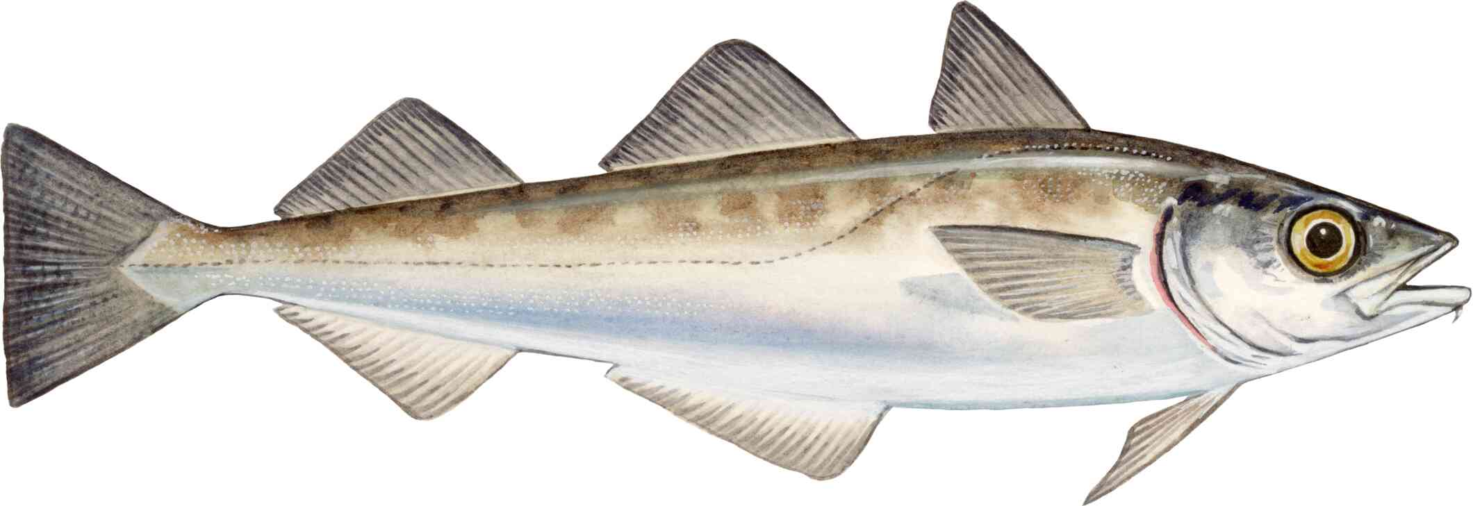 Alaska Pollock - Royal Greenland Sverige
